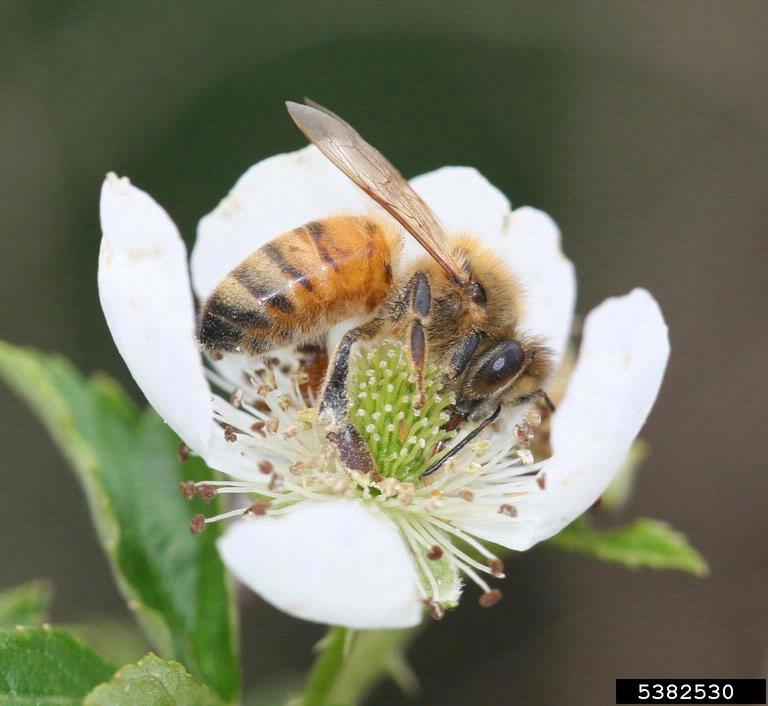 honey bee (Apis mellifera ) on highbush blackberry (Rubus argutus ...