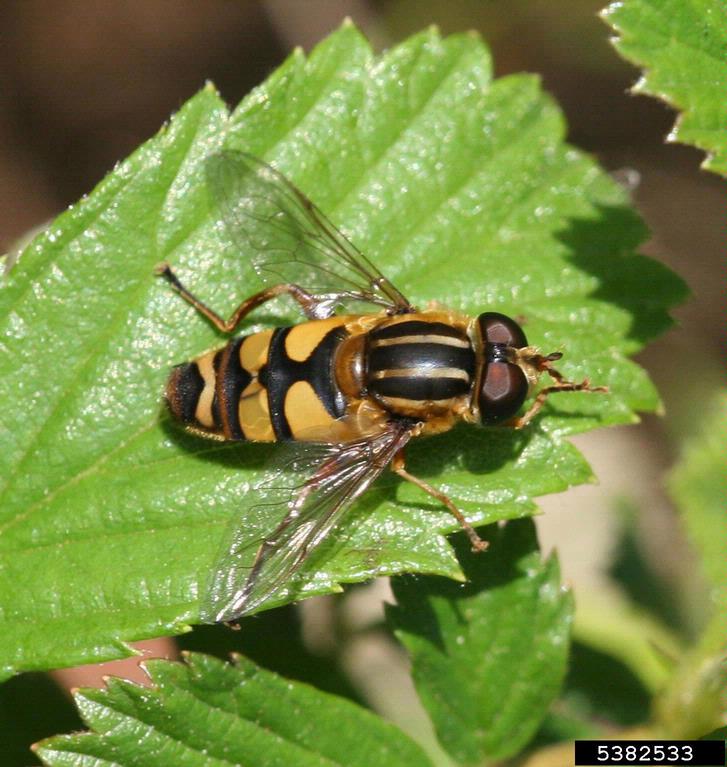 flower fly (Genus Helophilus)