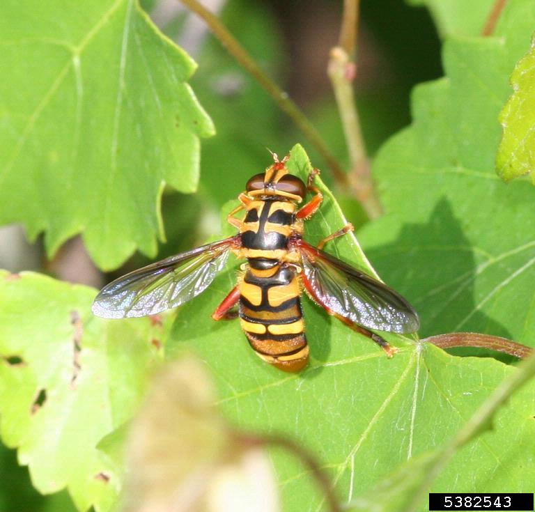 yellowjacket hover fly (Milesia virginiensis (Drury, 1773))