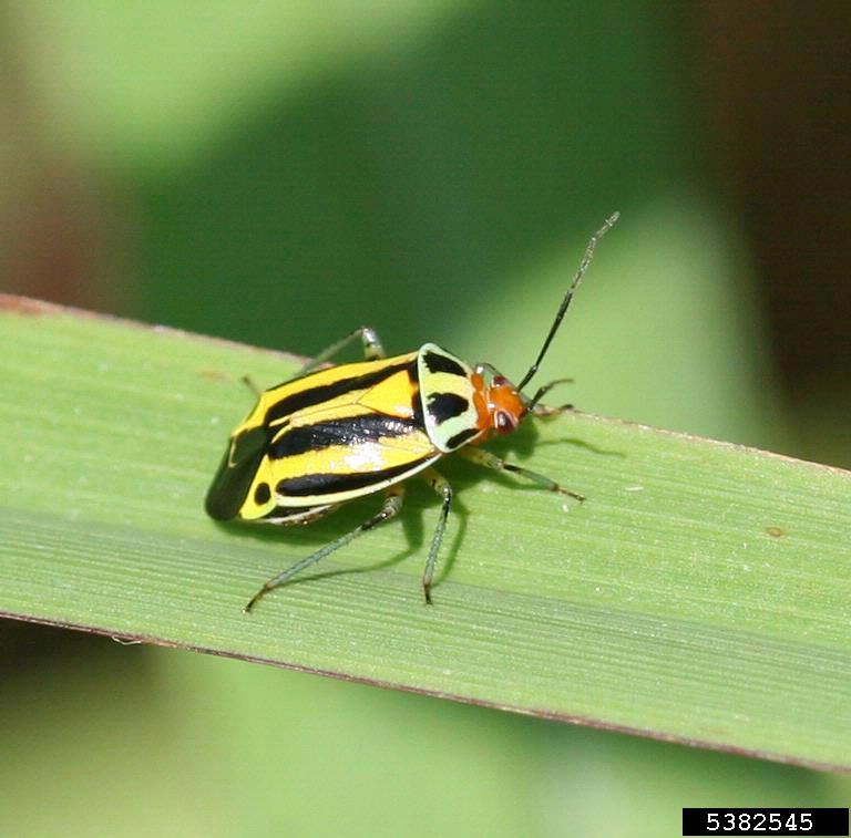 fourlined plant bug (Poecilocapsus lineatus)