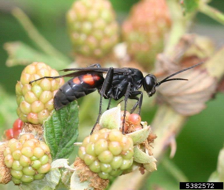spider wasp (Genus Anoplius Dufour, 1834)