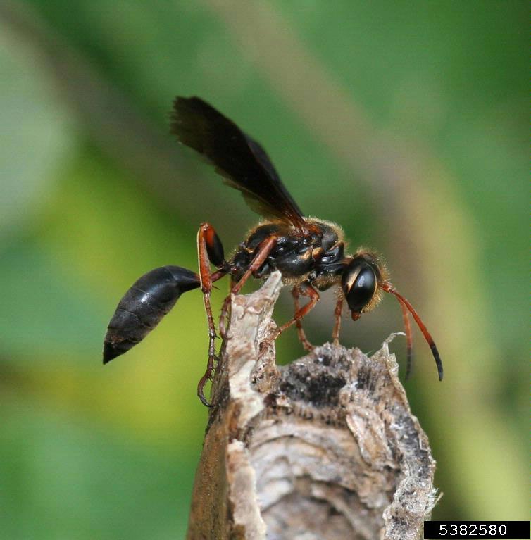 Sphecid wasp (Isodontia exornata Fernald, 1903)