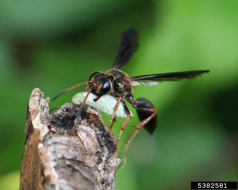 Sphecid wasp (Isodontia exornata Fernald, 1903)
