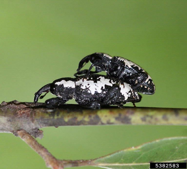 avocado weevil (Heilipus apiatus (Olivier 1807))