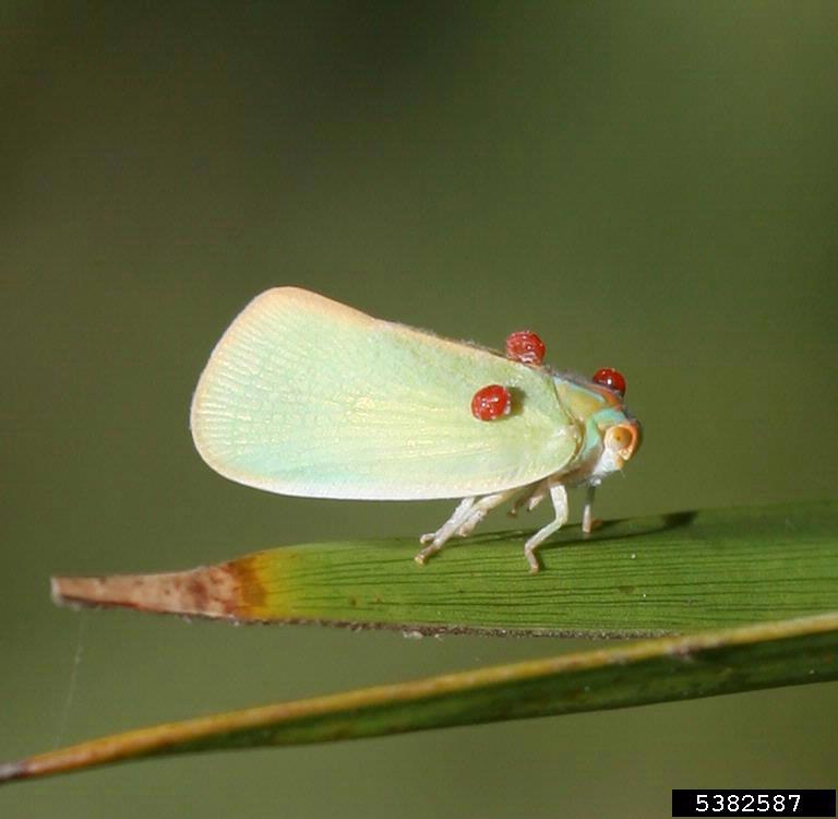 flatid planthopper (Family Flatidae)