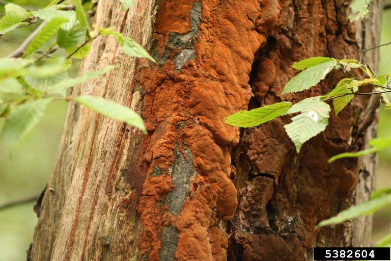 Phellinus fungus (Phellinus ferruginosus (Schrad.) Pat.)