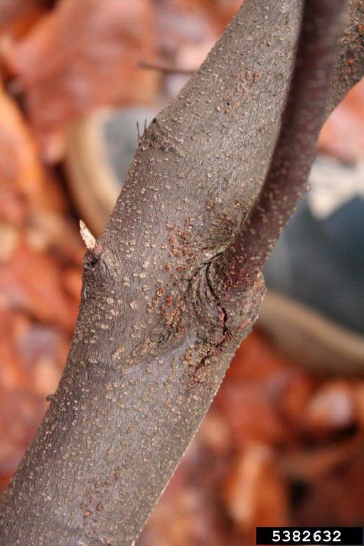 chestnut blight or canker (Cryphonectria parasitica (Murrill) M.E. Barr)