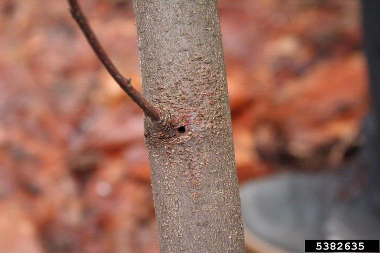 chestnut blight or canker (Cryphonectria parasitica (Murrill) M.E. Barr)