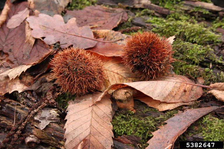 chestnut blight or canker (Cryphonectria parasitica (Murrill) M.E. Barr)