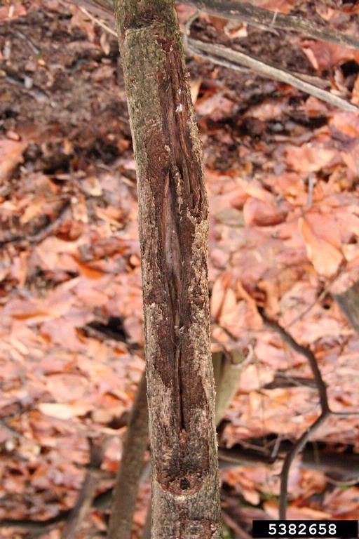 chestnut blight or canker (Cryphonectria parasitica (Murrill) M.E. Barr)