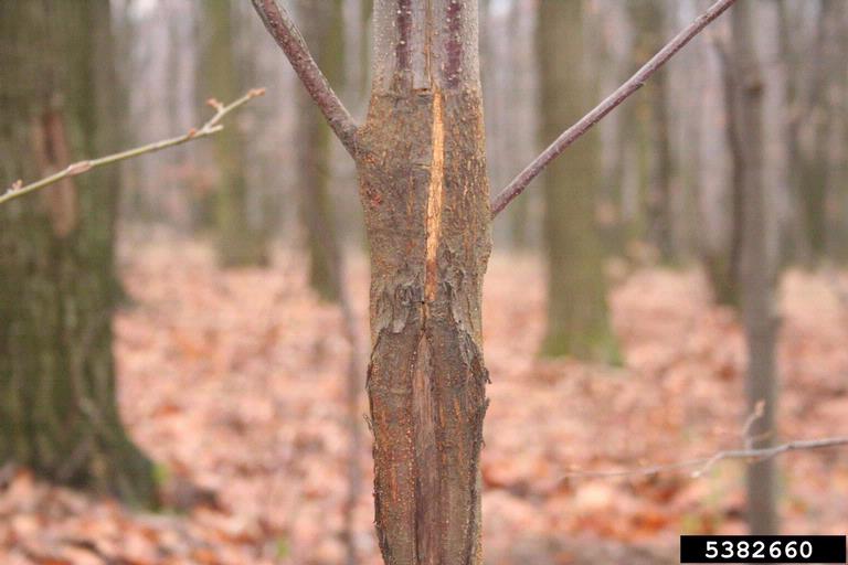 chestnut blight or canker (Cryphonectria parasitica (Murrill) M.E. Barr)