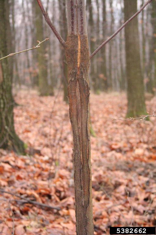 chestnut blight or canker (Cryphonectria parasitica (Murrill) M.E. Barr)