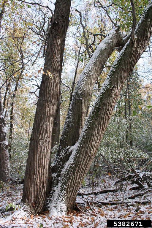 chestnut blight or canker (Cryphonectria parasitica)
