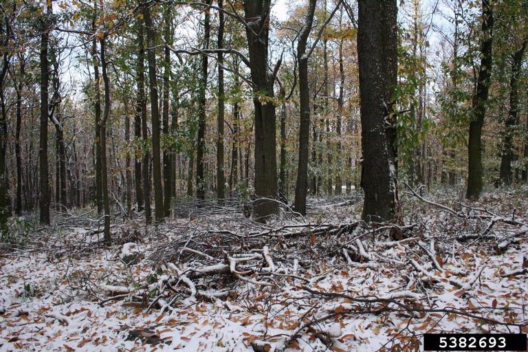 chestnut blight or canker (Cryphonectria parasitica (Murrill) M.E. Barr)