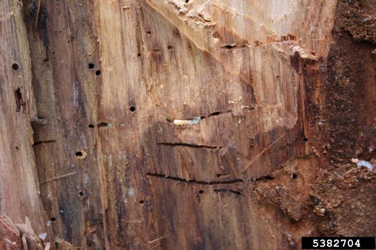 chestnut blight or canker (Cryphonectria parasitica (Murrill) M.E. Barr)