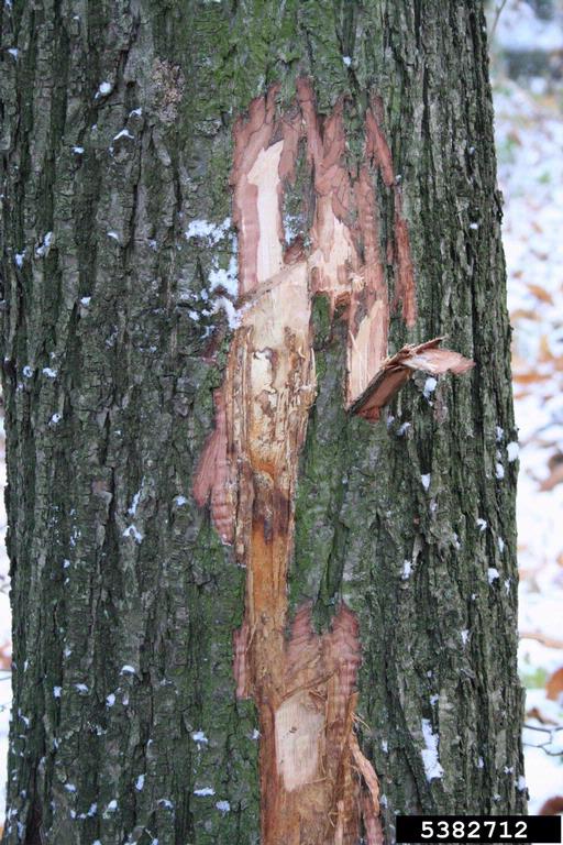 chestnut blight or canker (Cryphonectria parasitica ) on European ...