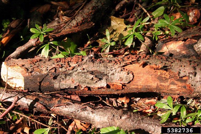 Hypoxylon canker (Hypoxylon fragiforme (Pers.) J. Kickx. f.)