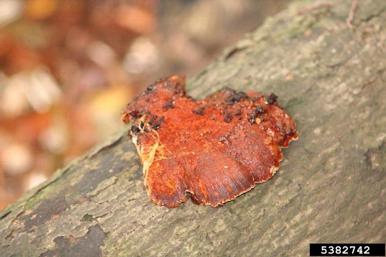 Inonotus canker (Inonotus cuticularis (Bull.) P. Karst.)