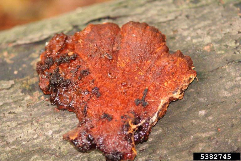 Inonotus canker (Inonotus cuticularis (Bull.) P. Karst.)