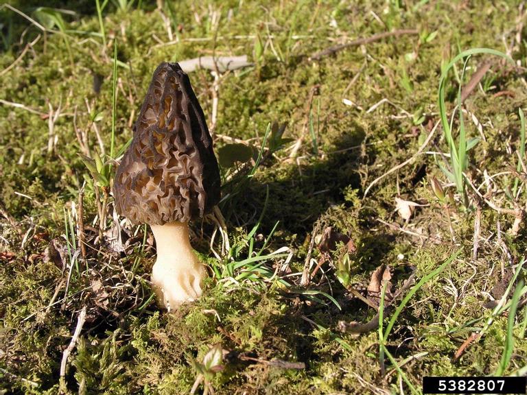 morel (Morchella vulgaris (Pers.) Boud.)