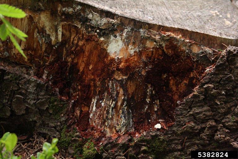 Armillaria root rot (Armillaria solidipes Peck)