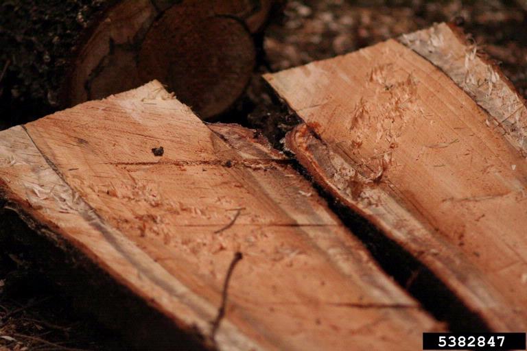 annosum root disease (Heterobasidion annosum (Fr) Bref.)