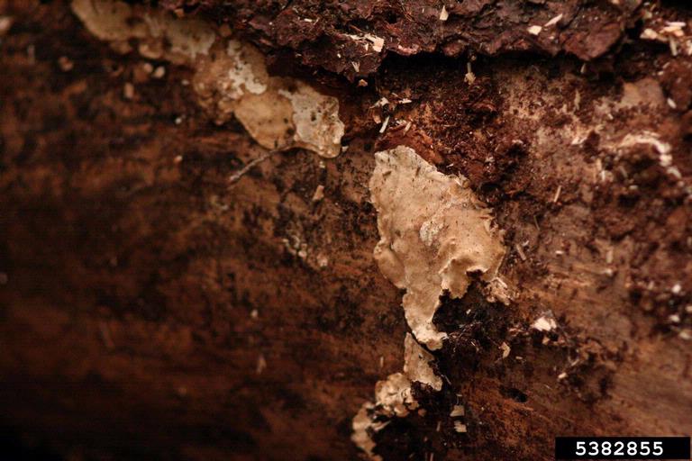 annosum root disease (Heterobasidion annosum (Fr) Bref.)