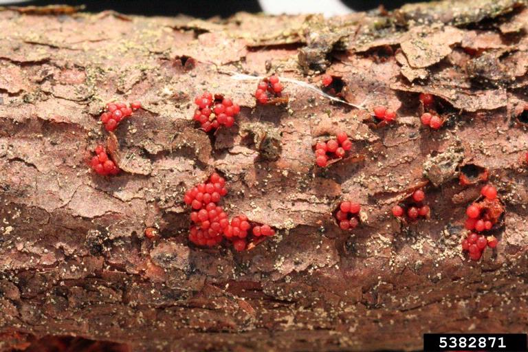 Thyronectria cucurbitula (Schwein.) Seeler