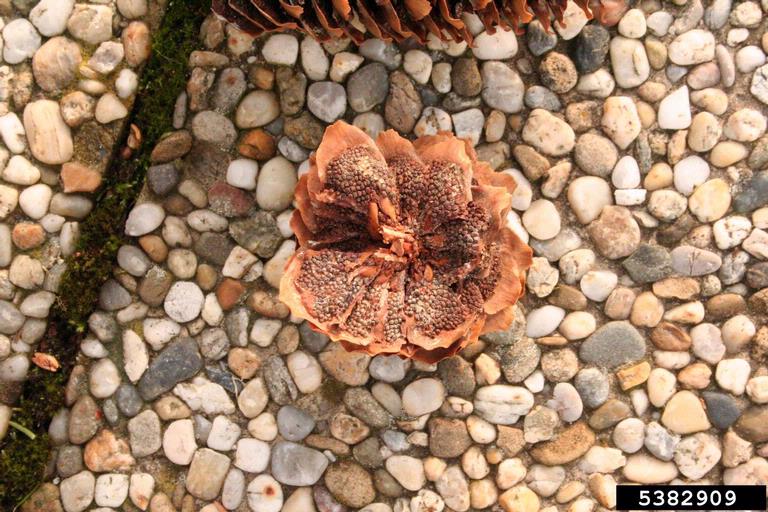 cherry-spruce rust (Pucciniastrum areolatum)