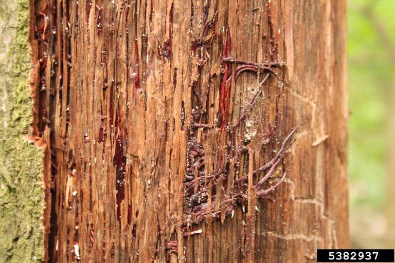 Armillaria root rots (Genus Armillaria (Fr.:Fr) Staude)