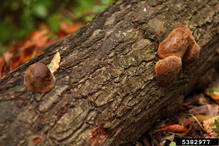 robustus conk (Phellinus robustus P. Karst.)