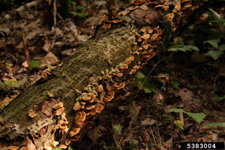 hairy stereum (Stereum hirsutum (Willd.) Pers.)