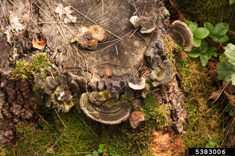 hairy stereum (Stereum hirsutum)