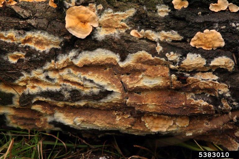 hairy stereum (Stereum hirsutum (Willd.) Pers.)