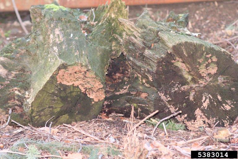 wood decay (Genus Stereum Pers.)