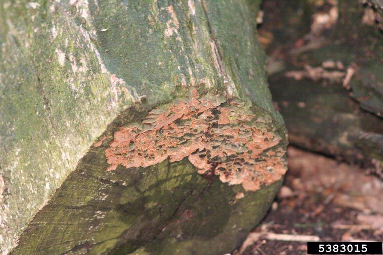 wood decay (Genus Stereum Pers.)