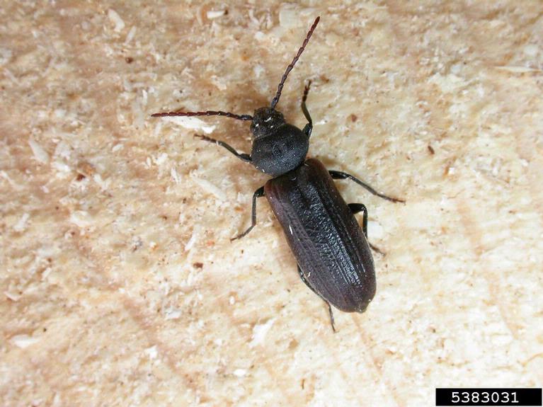 black spruce borer (Asemum striatum (Linnaeus, 1758))