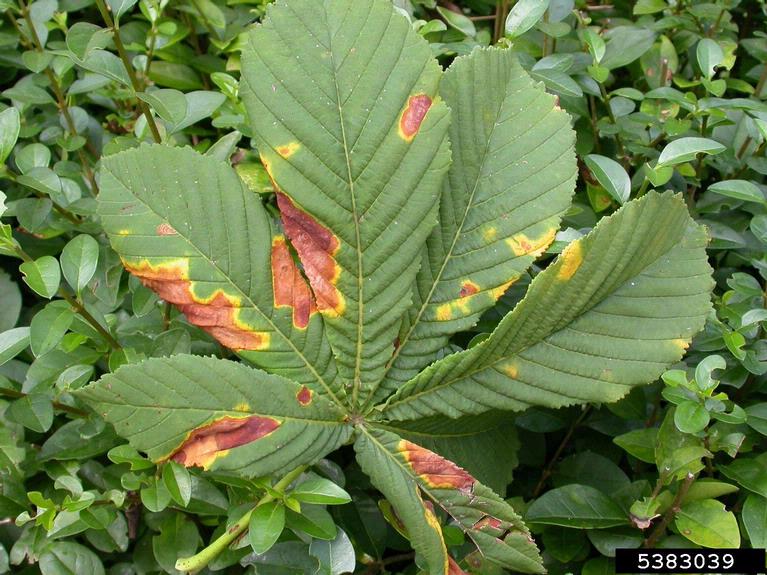 Guignardia blotch of buckeyes and horsechestnuts (Guignardia aesculi)