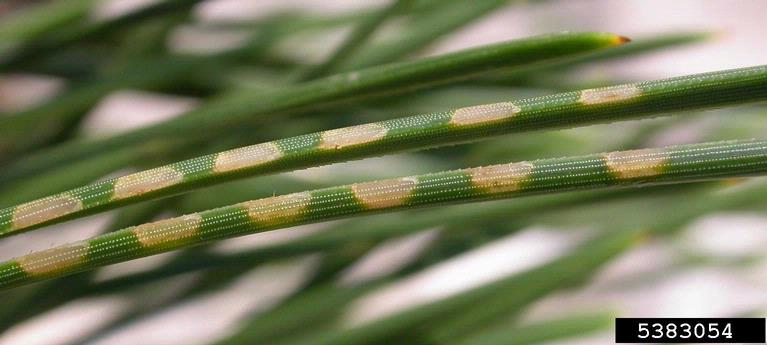 European pine sawfly (Neodiprion sertifer (Geoffroy))