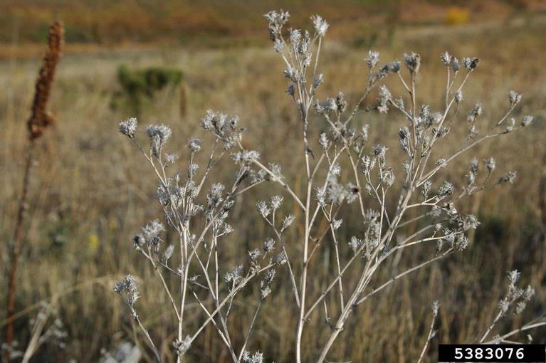 diffuse knapweed (Centaurea diffusa)