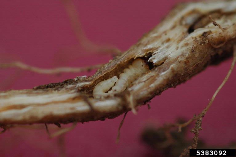 bronze knapweed root borer (Sphenoptera jugoslavica)