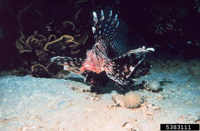 lionfish (Pterois volitans)