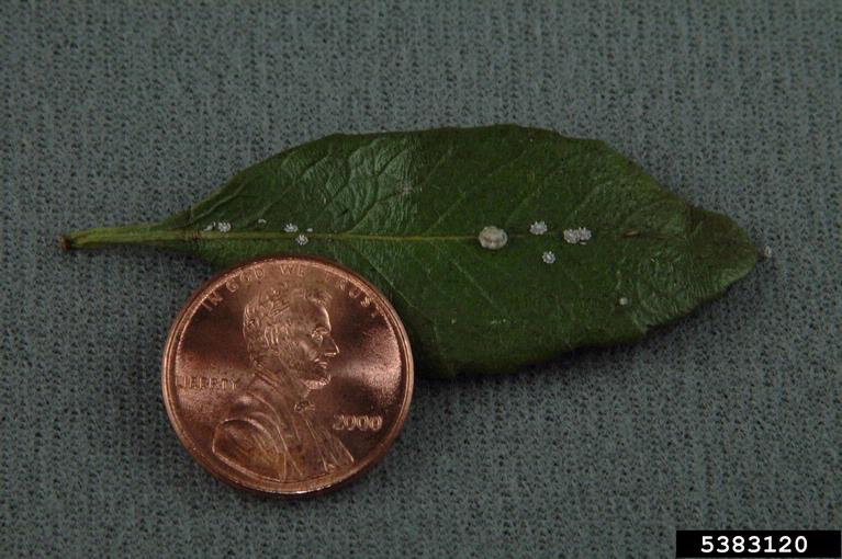 Florida wax scale (Ceroplastes floridensis Comstock)