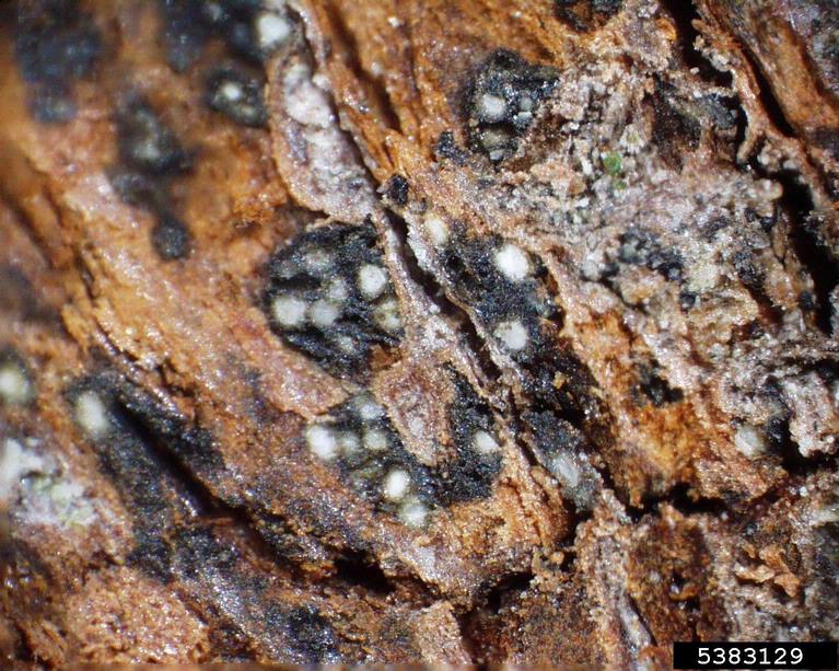 Botryosphaeria canker (Botryosphaeria ribis)