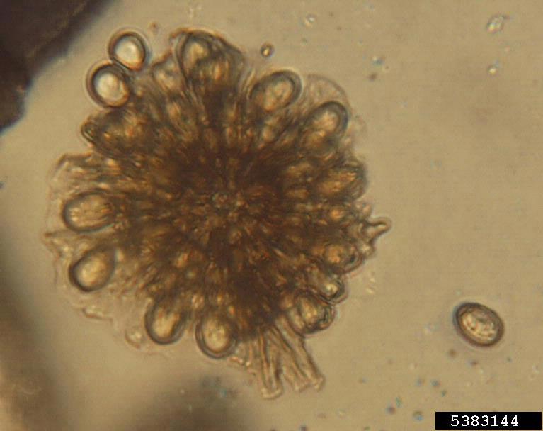 leaf spot (Tubakia dryina (Sacc.) B. Sutton)