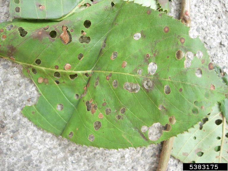 Mycosphaerella leaf spot (Mycosphaerella cerasella)
