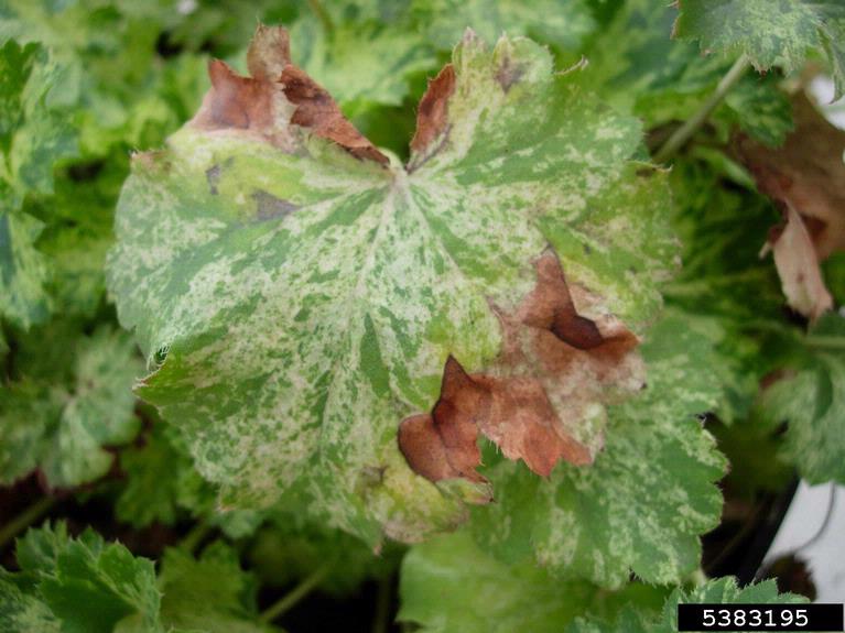 foliar nematodes (Genus Aphelenchoides)