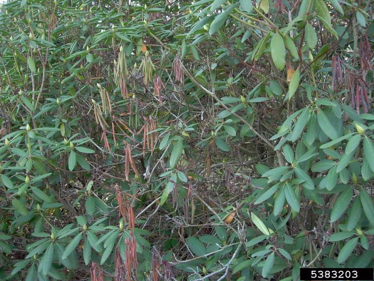 Botryosphaeria rots and cankers (Genus Botryosphaeria)