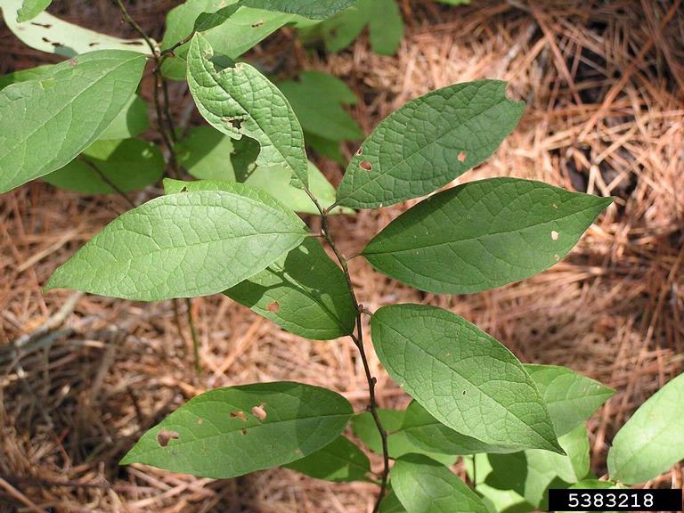 pondberry (Lindera melissifolia (Walt.) Blume)