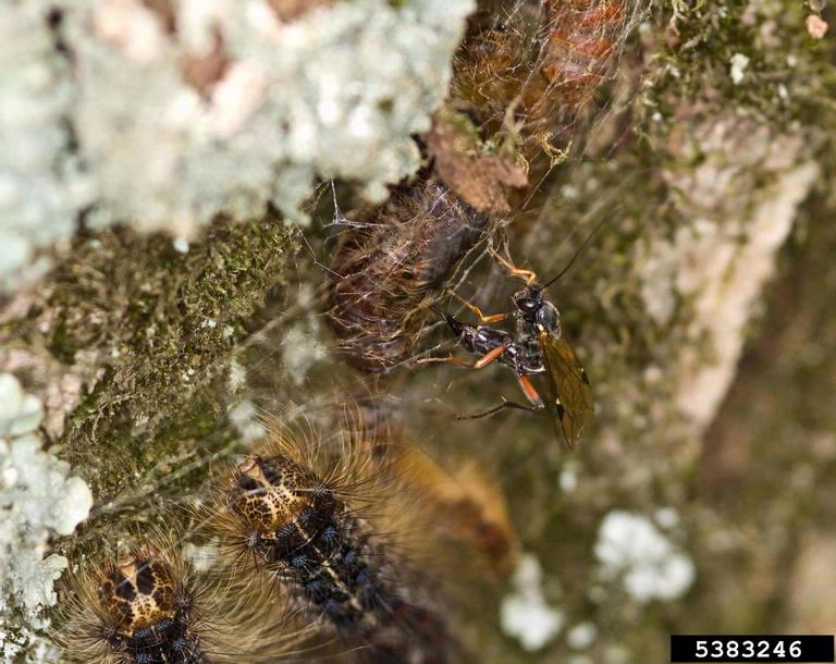 Ichneumonid wasps on spongy moth (formerly gypsy moth) (Lymantria ...